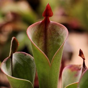 Heliamphora - Plantas Carnivoras